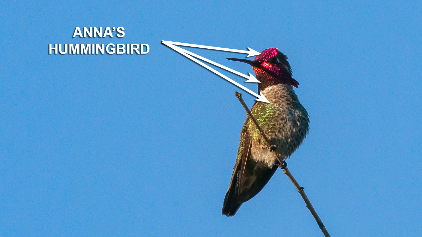 Common Valley Hummingbirds – Reflections of the Natural World