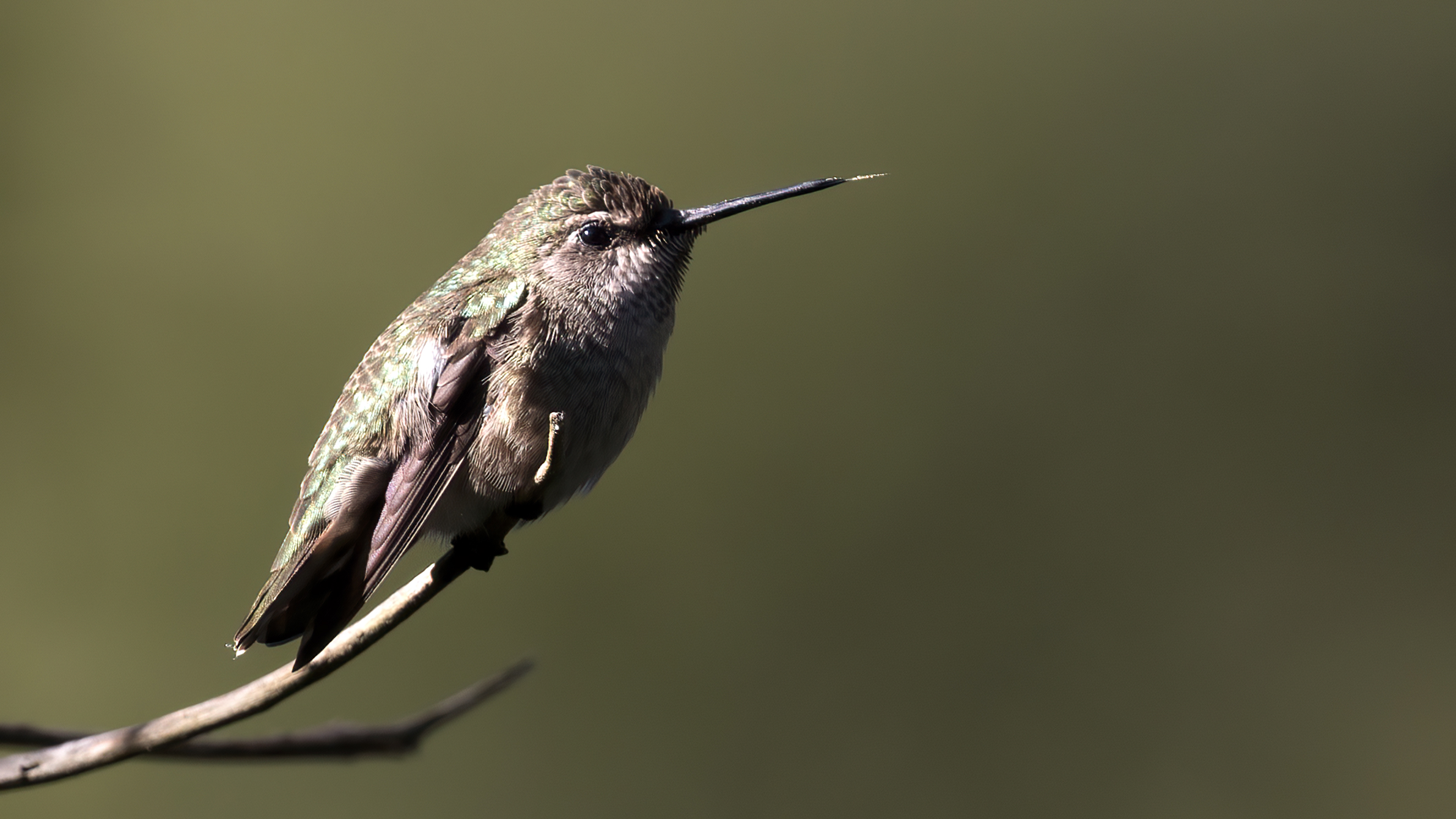 Common Valley Hummingbirds – Reflections of the Natural World