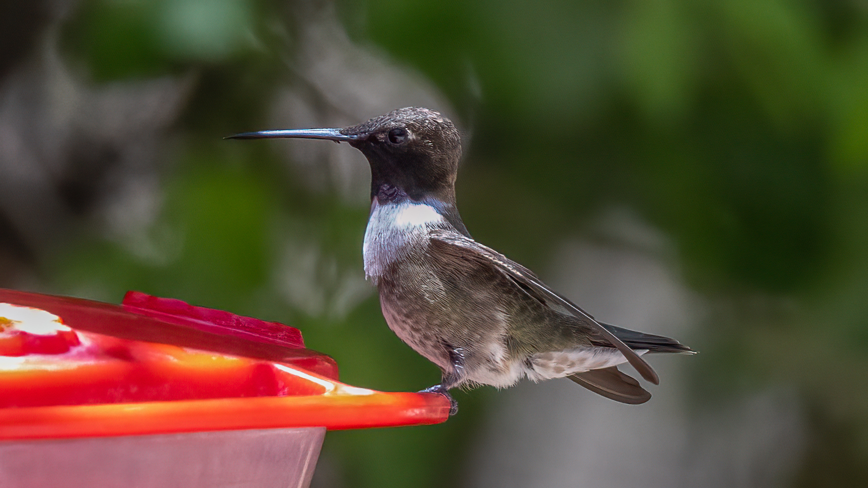 Common Valley Hummingbirds – Reflections of the Natural World