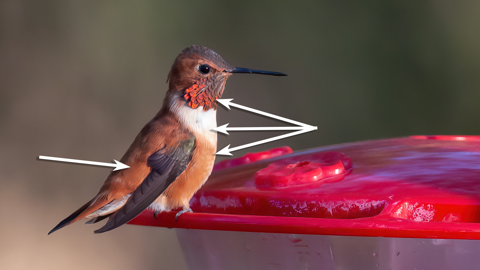 Common Valley Hummingbirds – Reflections of the Natural World