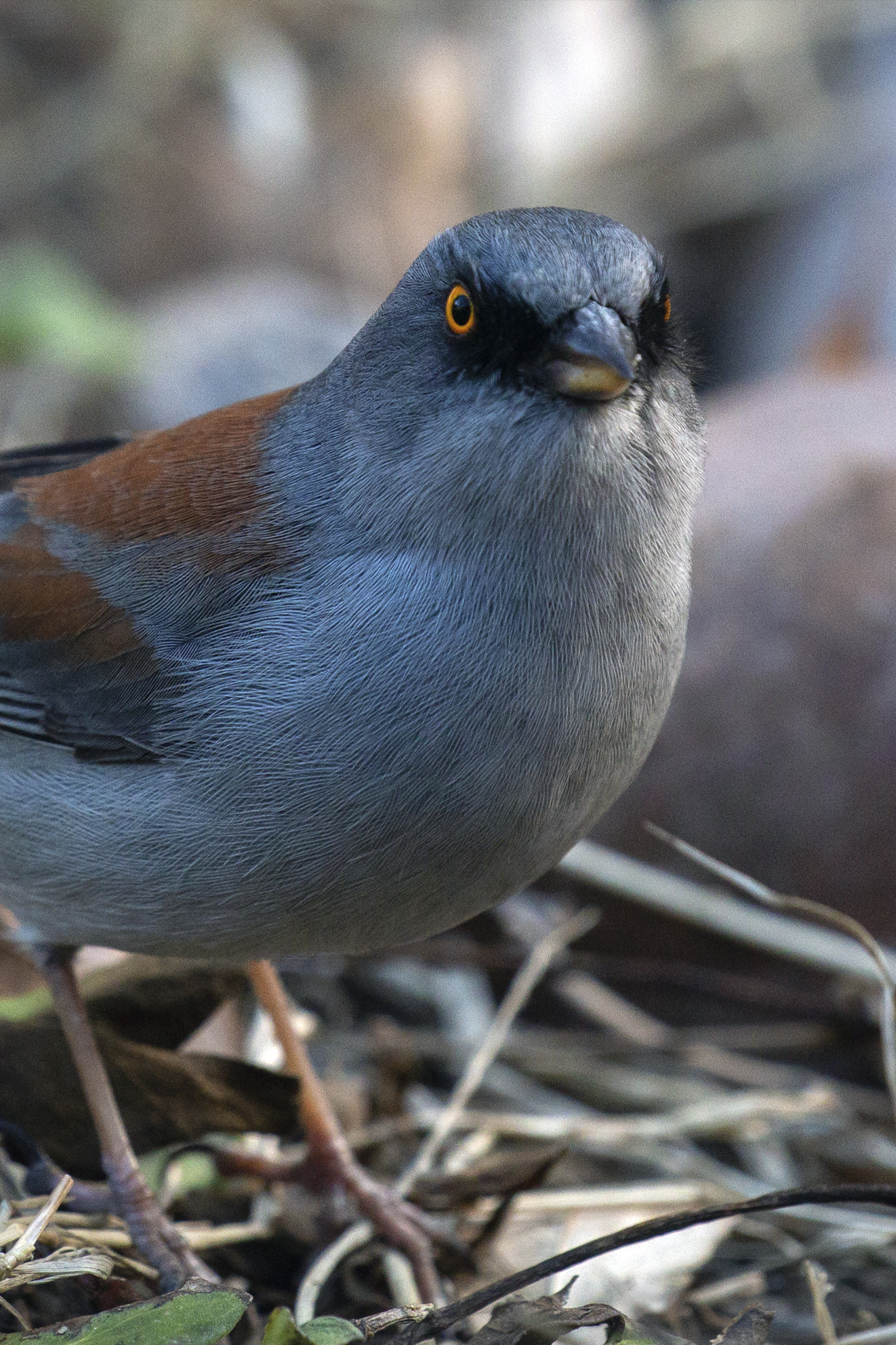 Dark-eyed Junco – Reflections of the Natural World