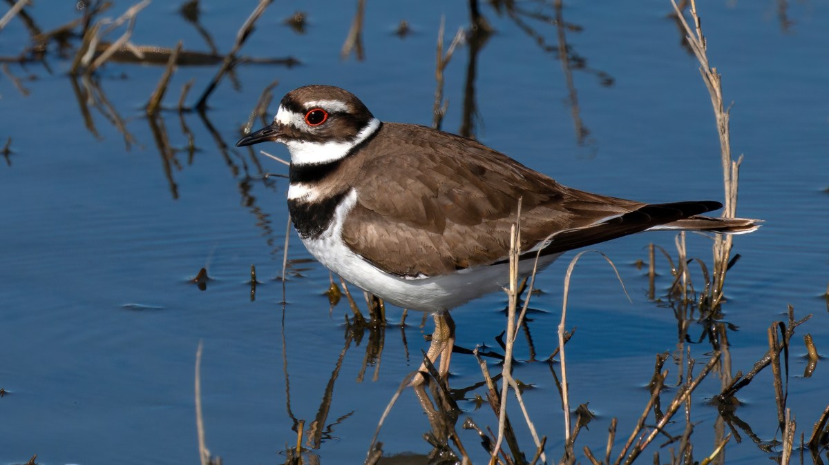 Killdeer – Reflections of the Natural World