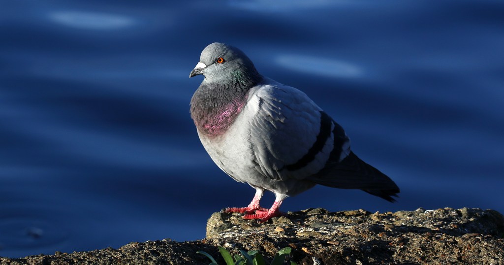 Pigeons and Doves – Reflections of the Natural World