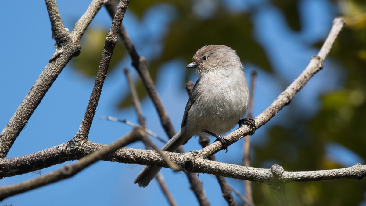 LBBs – Little Brown Birds – Reflections of the Natural World