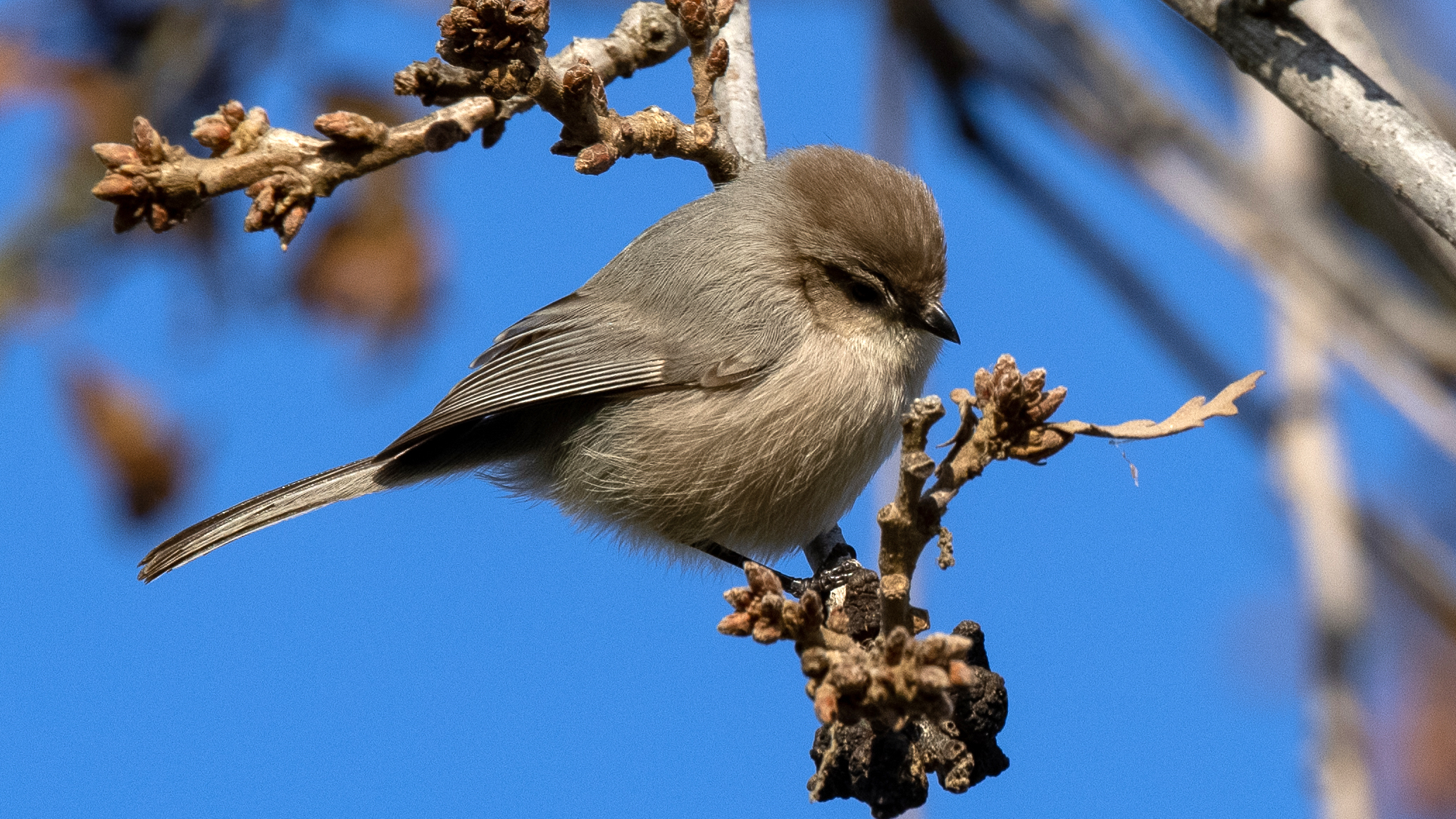 LBBs – Little Brown Birds – Reflections of the Natural World
