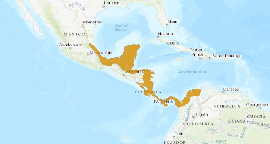 Keel-billed Toucan – Reflections of the Natural World