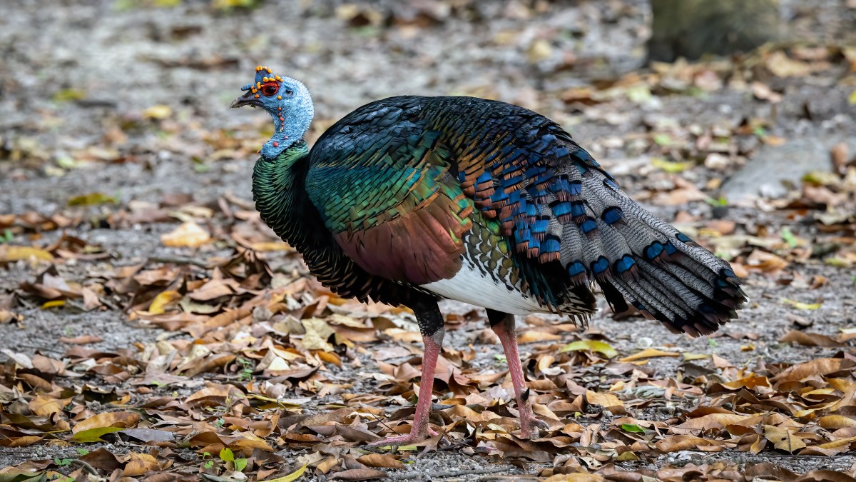 Ocellated Turkey – Reflections of the Natural World
