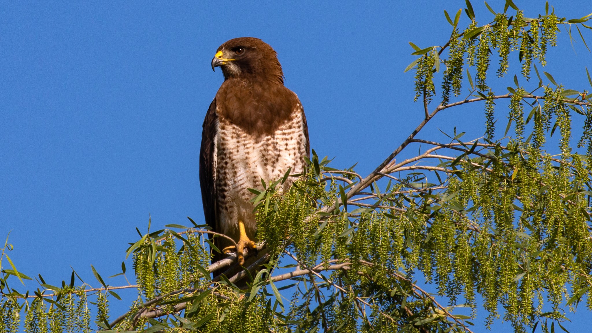 Swainson’s Hawk – Reflections of the Natural World