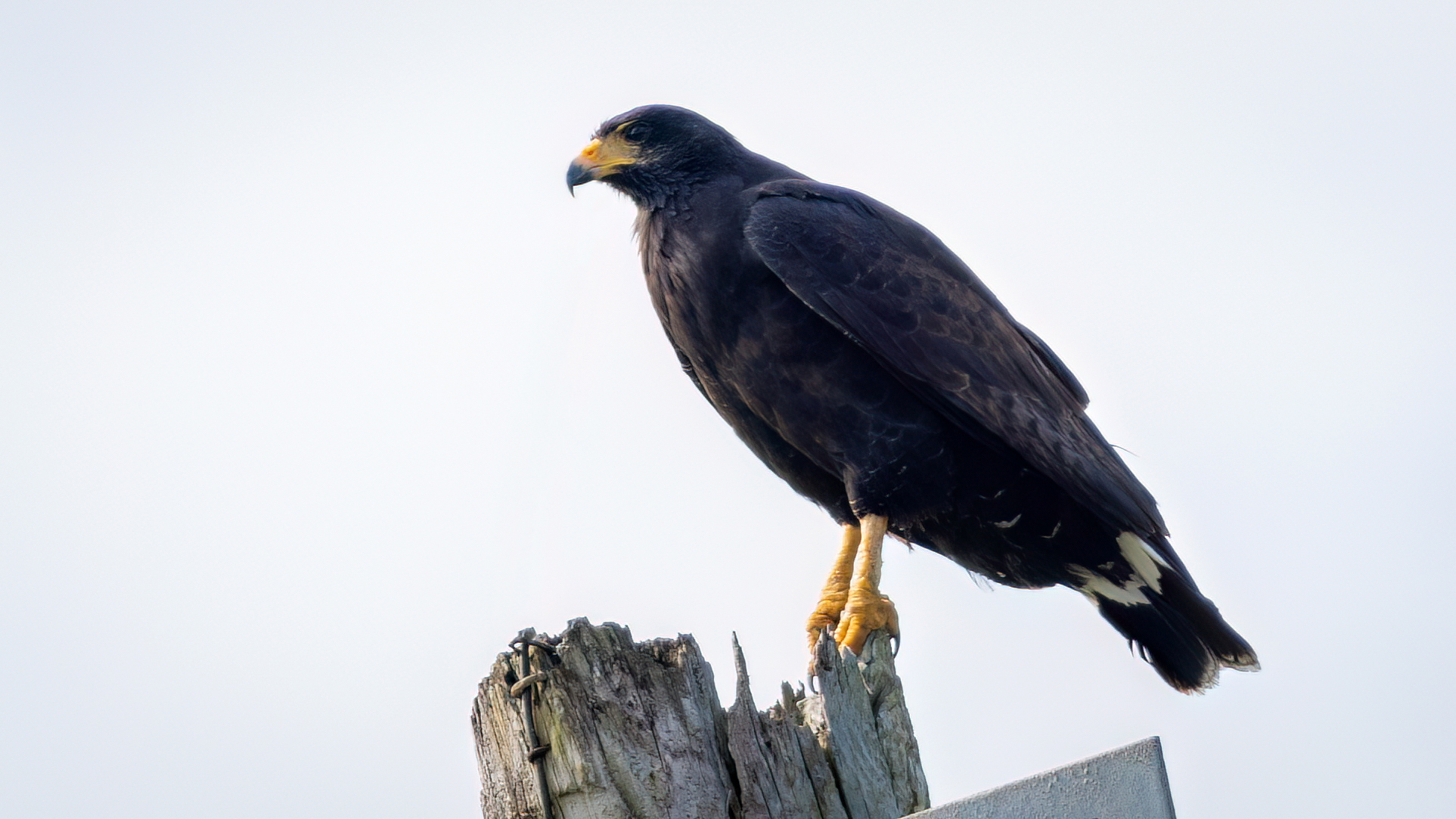 Common Black Hawk – Reflections of the Natural World