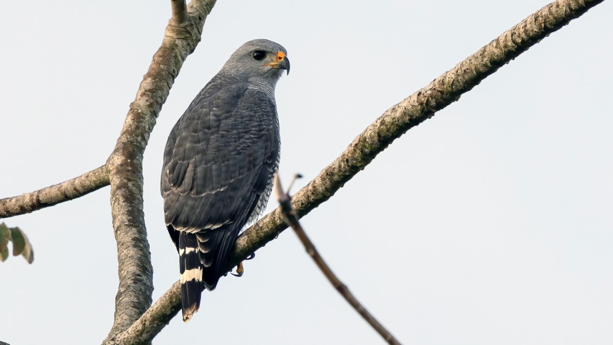 Gray Hawk – Reflections of the Natural World