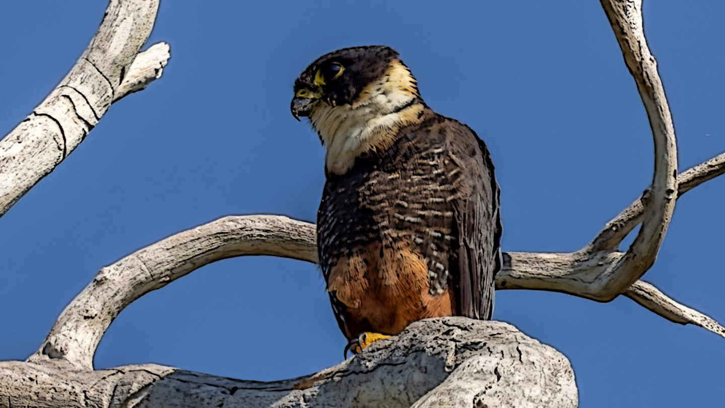 Bat Falcon – Reflections of the Natural World