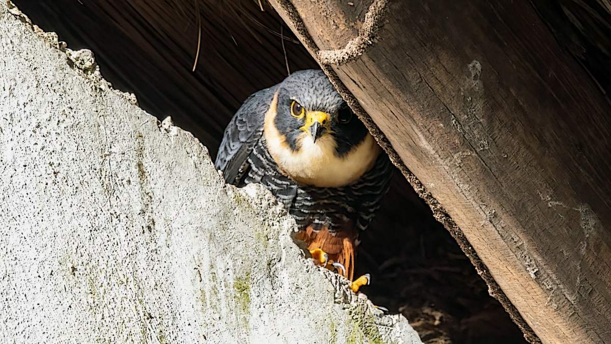 Bat Falcon – Reflections of the Natural World