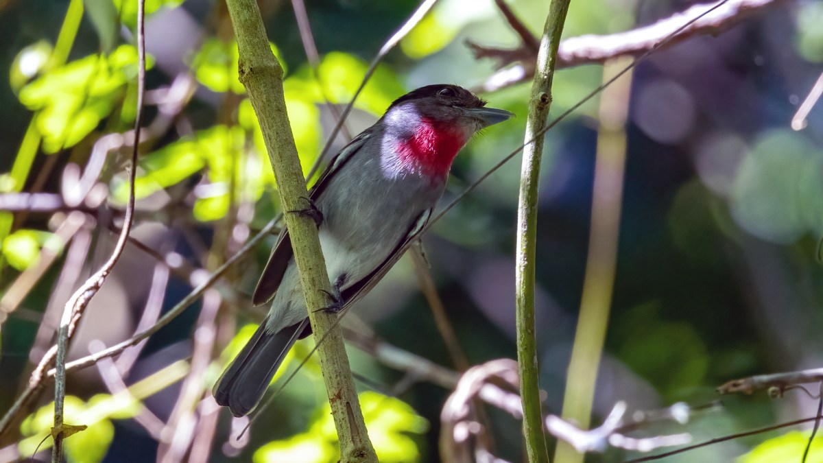Rose-throated Becard – Reflections of the Natural World
