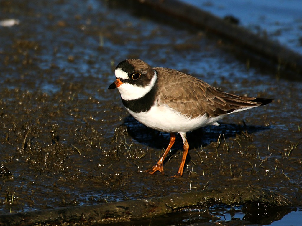 Semipalmated Plover – Reflections of the Natural World