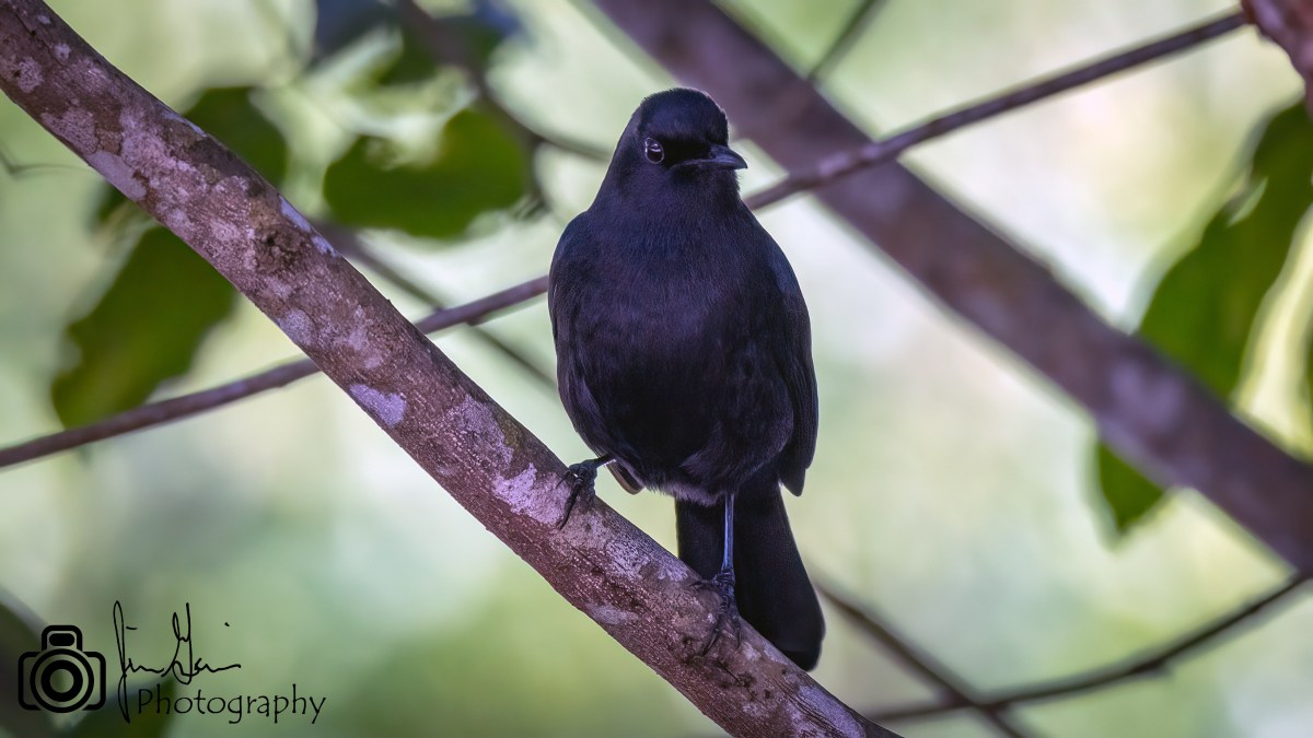 Lifer 671 – Black Catbird – Reflections of the Natural World