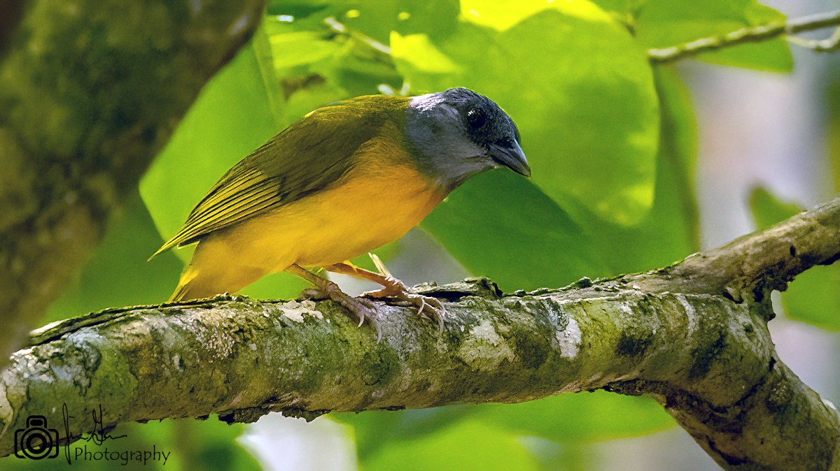 Lifer 645 – Gray-headed Tanager – Reflections of the Natural World