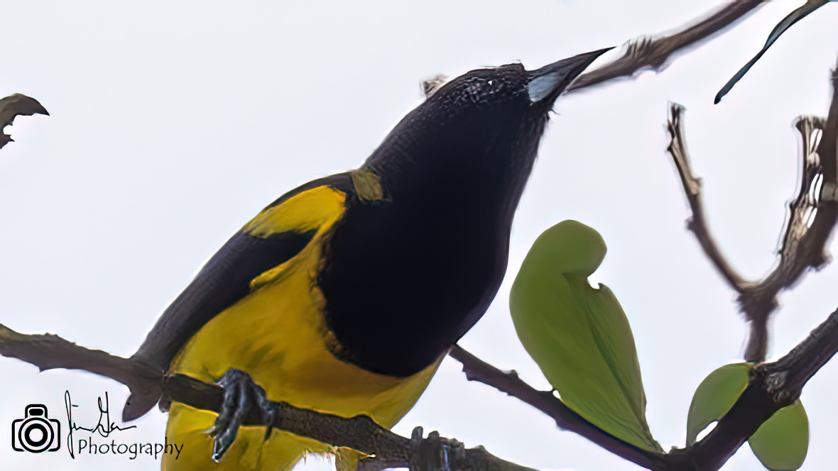 Lifer 643 – Black-cowled Oriole – Reflections of the Natural World