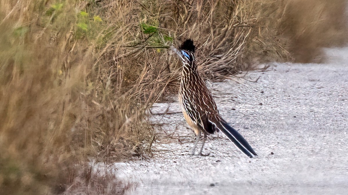 Lifer 679 – Lesser Roadrunner – Reflections of the Natural World