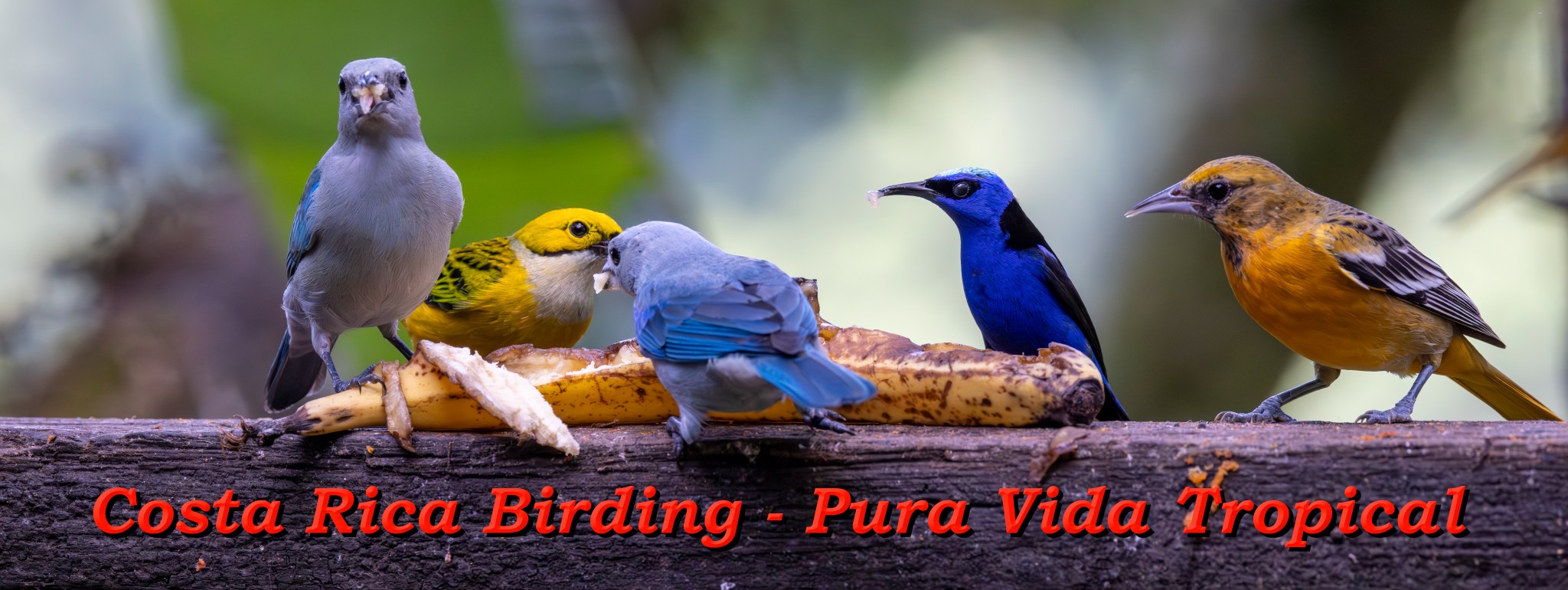 Costa Rica – Pura Vida Birds & Birding – Reflections of the Natural World