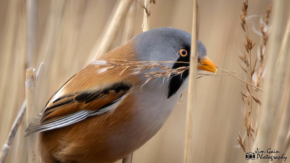 Bearded Reedling – Reflections of the Natural World