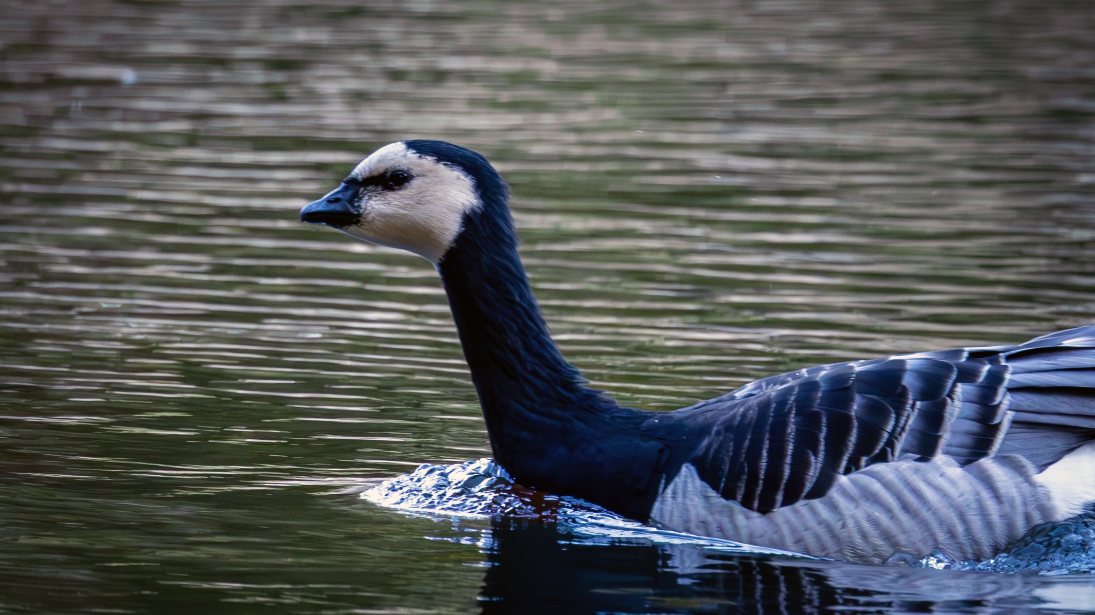 Barnacle Goose – Reflections of the Natural World