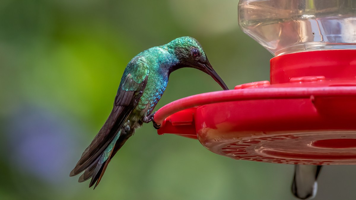 GREEN-BREASTED MANGO – Pura Vida Birds and Birding – Reflections of the ...