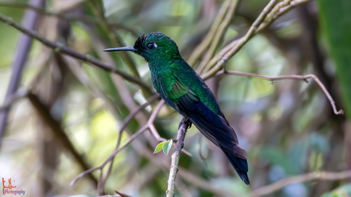 GREEN-CROWNED BRILLIANT – Pura Vida Birds and Birding – Reflections of ...