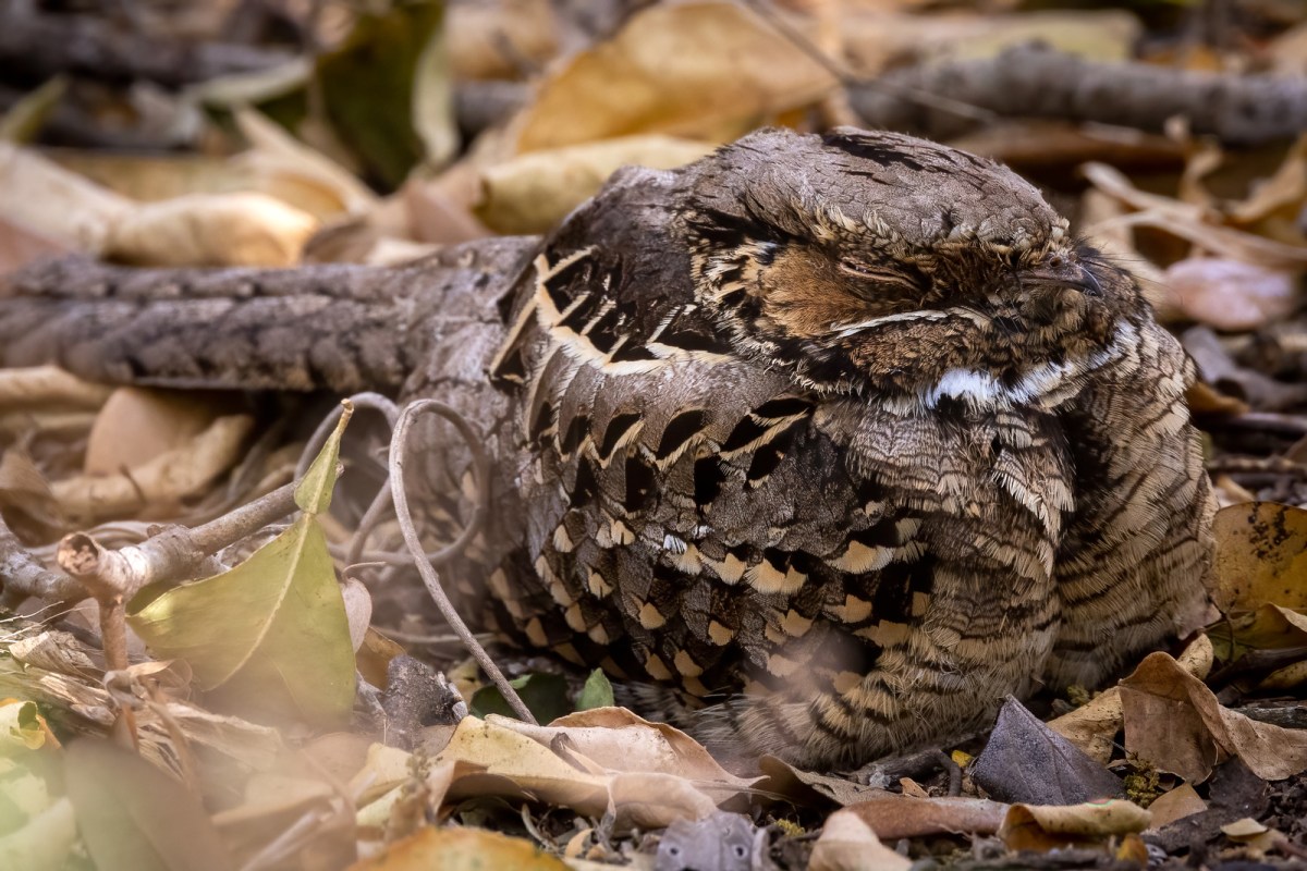 Common Pauraque – Reflections of the Natural World