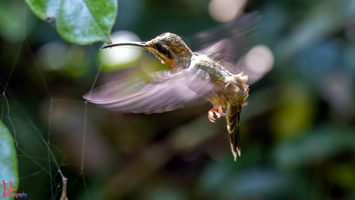 BAND-TAILED BARBTHROAT – Pura Vida Birds and Birding – Reflections of ...