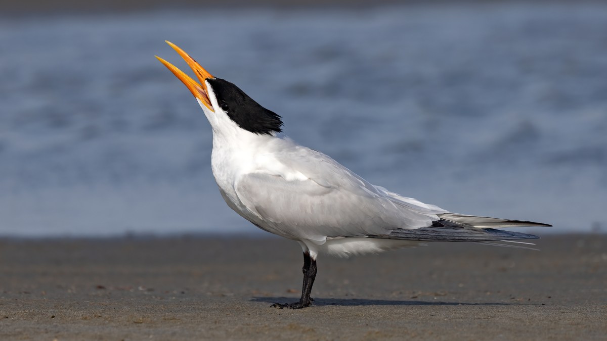 ROYAL TERN – Pura Vida Birds and Birding – Reflections of the Natural World