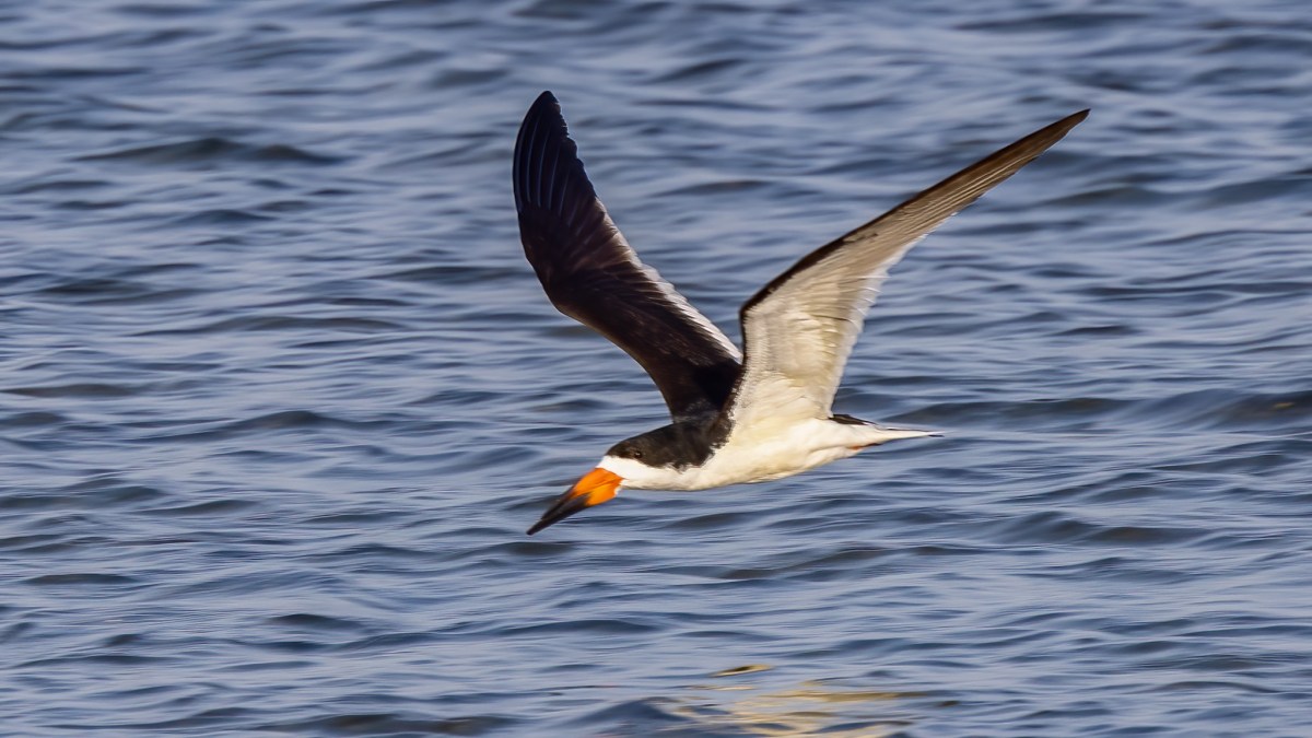 BLACK SKIMMER – Pura Vida Birds and Birding – Reflections of the ...