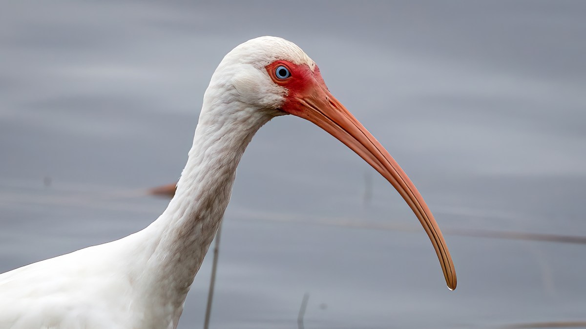 WHITE IBIS – Pura Vida Birds and Birding – Reflections of the Natural World