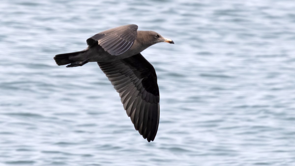 HEERMANN’S GULL – Pura Vida Birds and Birding – Reflections of the ...