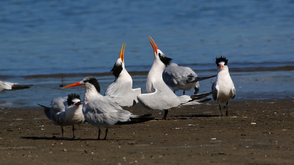 ELEGANT TERN – Pura Vida Birds and Birding – Reflections of the Natural ...