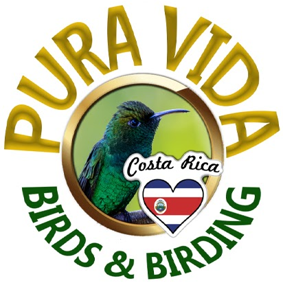 VIOLET SABREWING – Pura Vida Birds and Birding – Reflections of the ...