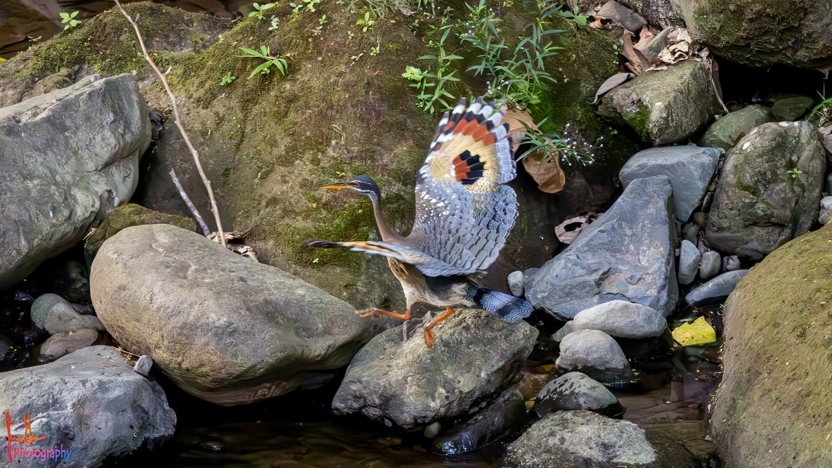 SUNBITTERN – Pura Vida Birds and Birding – Reflections of the Natural World