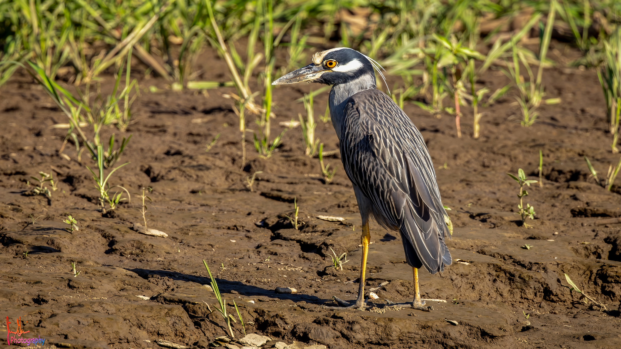 YELLOW-CROWNED NIGHT HERON – Pura Vida Birds and Birding – Reflections ...