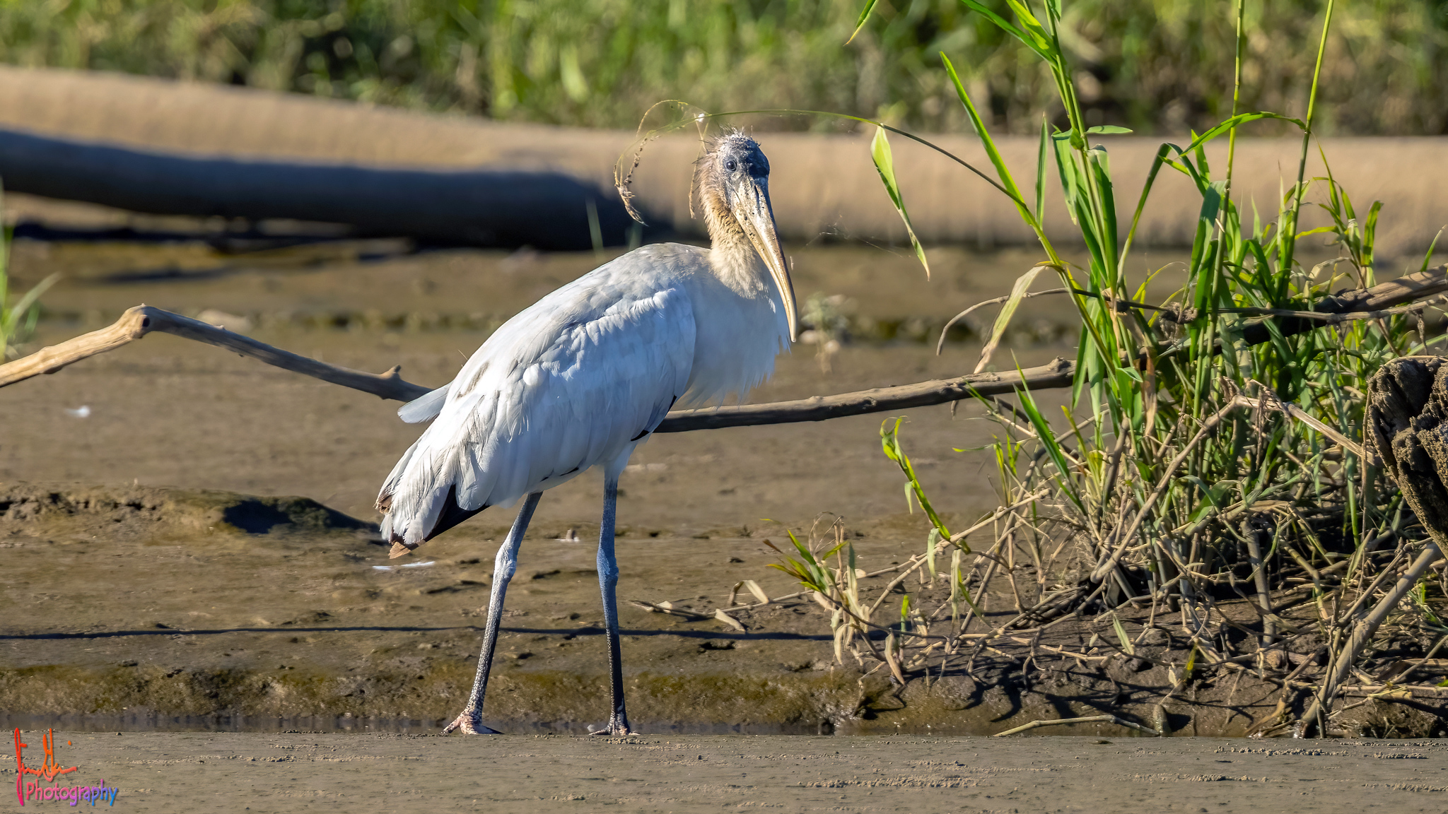 Costa Rica – Pura Vida Birds & Birding – Reflections of the Natural World
