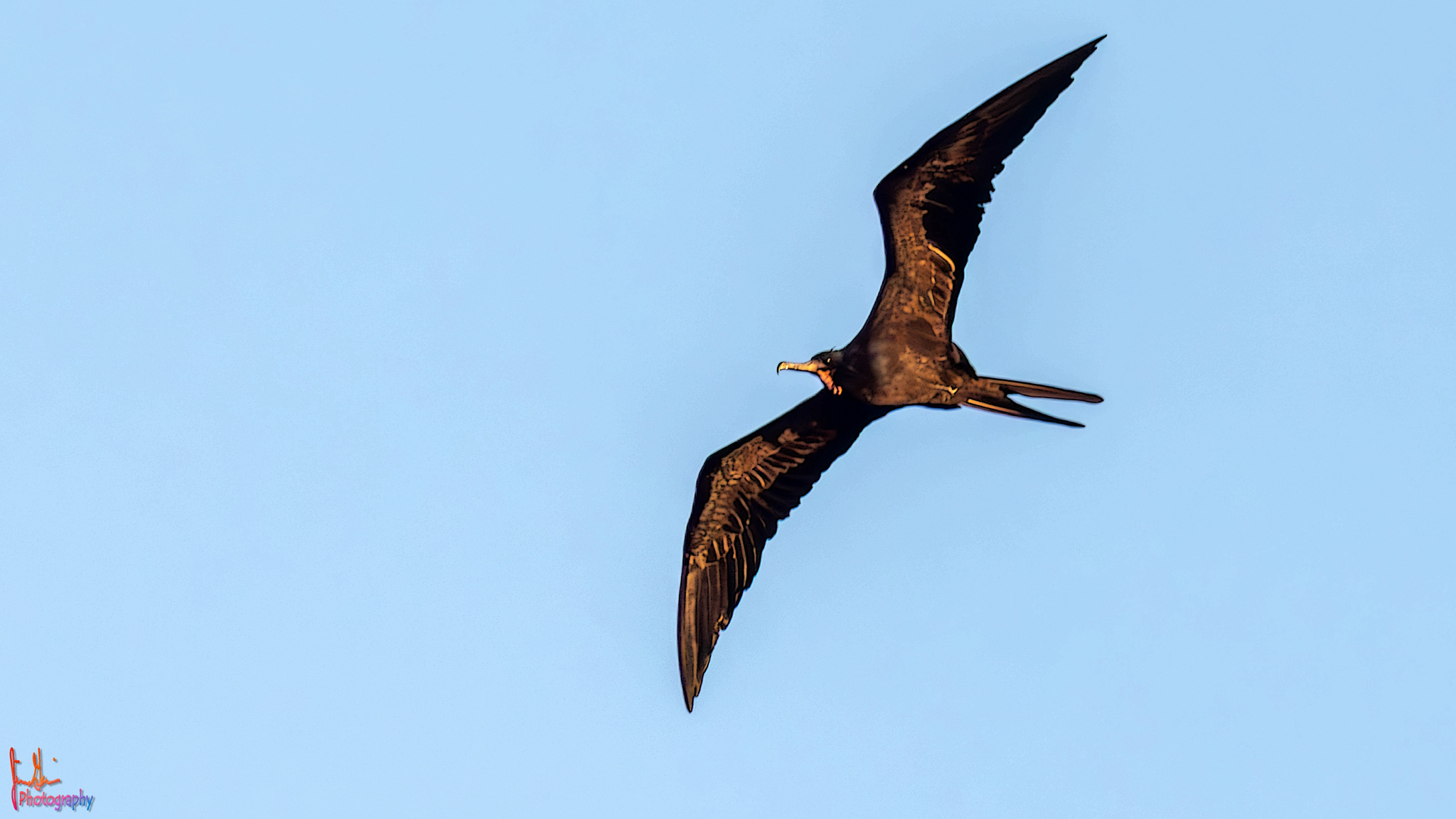 Costa Rica – Pura Vida Birds & Birding – Reflections of the Natural World