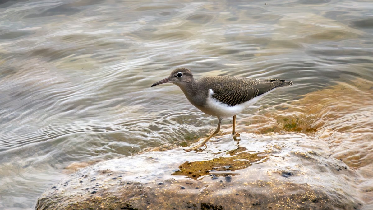 SPOTTED SANDPIPER – Pura Vida Birds and Birding – Reflections of the ...