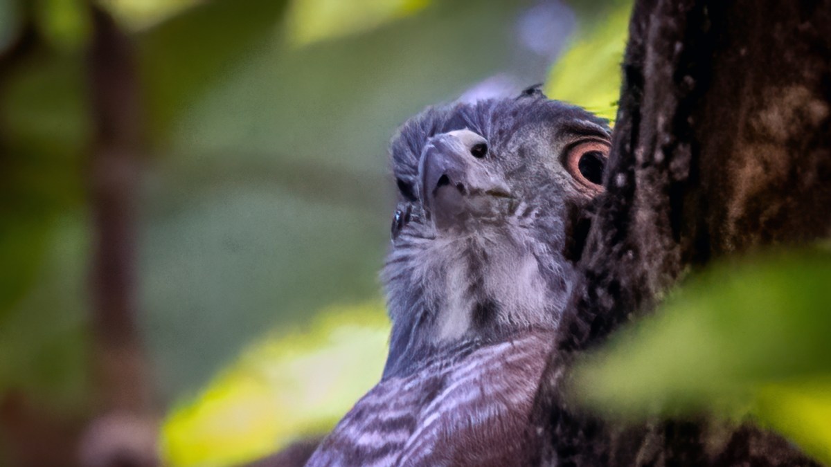 DOUBLE-TOOTHED KITE – Pura Vida Birds and Birding – Reflections of the ...