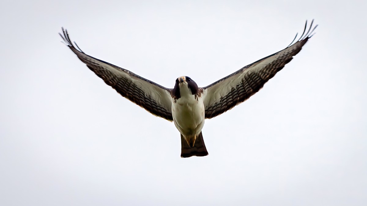 SHORT-TAILED HAWK – Pura Vida Birds and Birding – Reflections of the ...