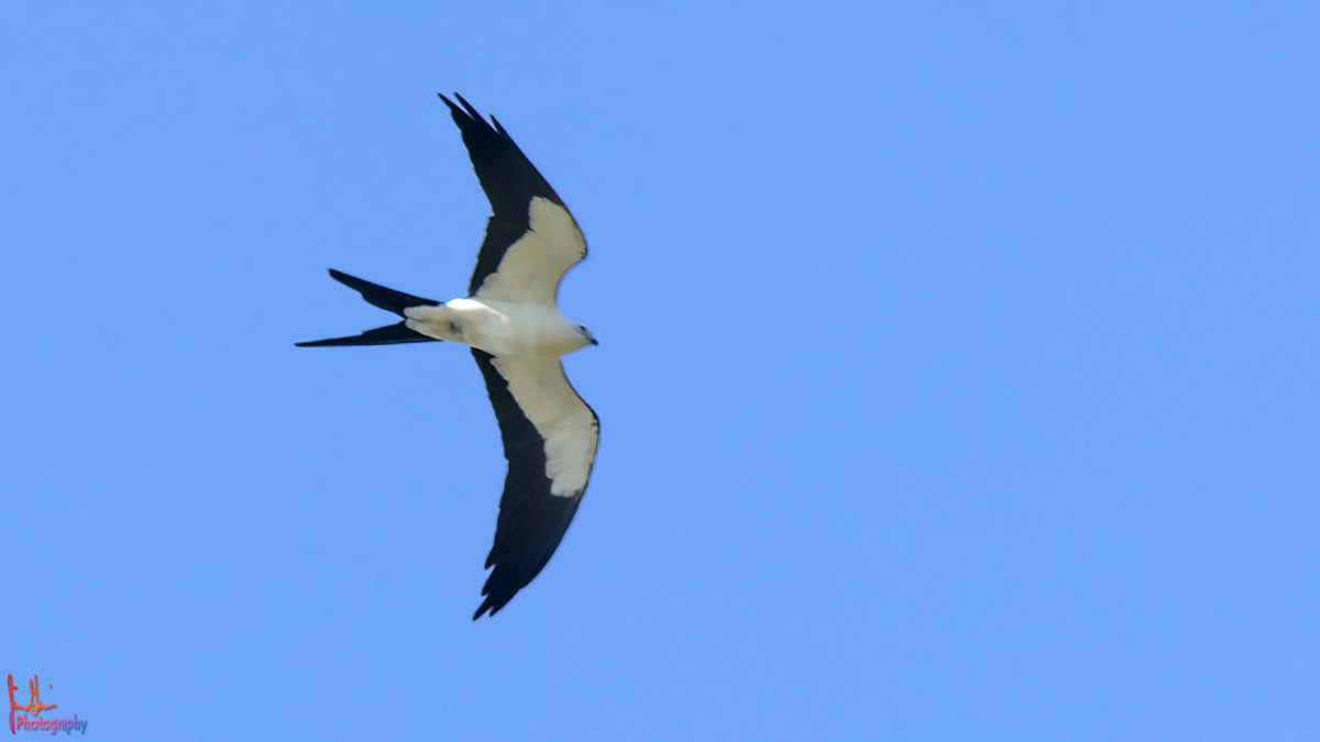 SWALLOW-TAILED KITE – Pura Vida Birds and Birding – Reflections of the ...