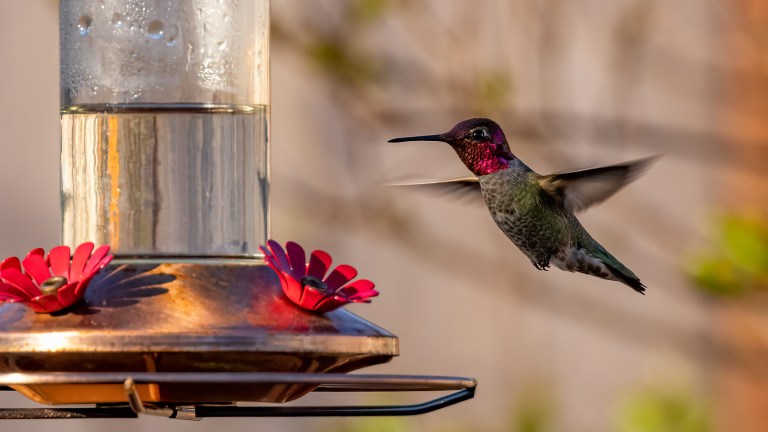 NATIONAL HUMMINGBIRD DAY – Reflections of the Natural World