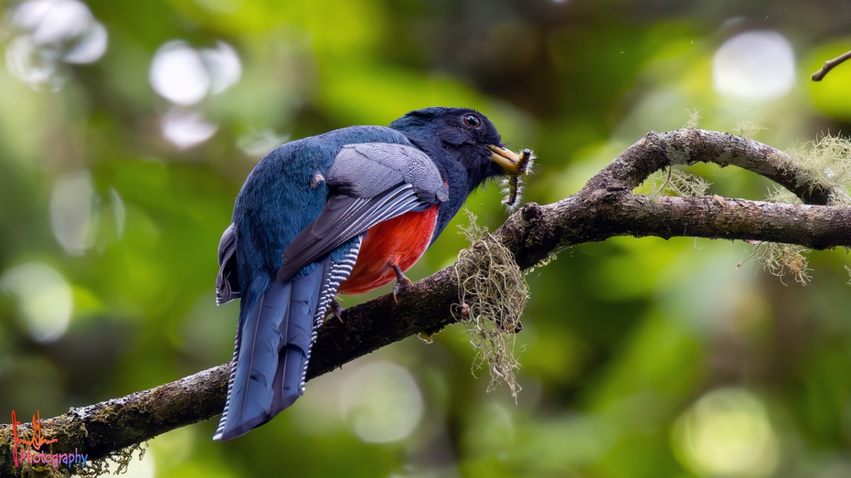COLLARED TROGON – Pura Vida Birds and Birding – Reflections of the ...