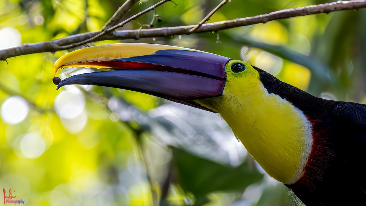 YELLOW-THROATED TOUCAN – Pura Vida Birds and Birding – Reflections of ...