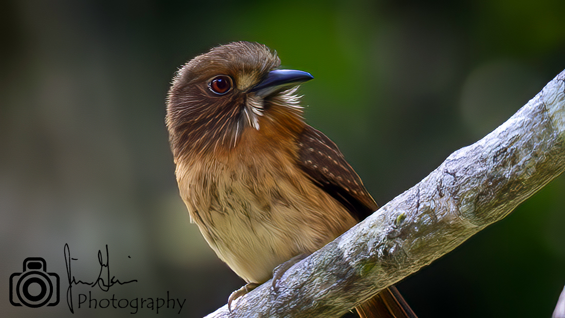 WHITE-WHISKERED PUFFBIRD – Pura Vida Birds and Birding – Reflections of ...