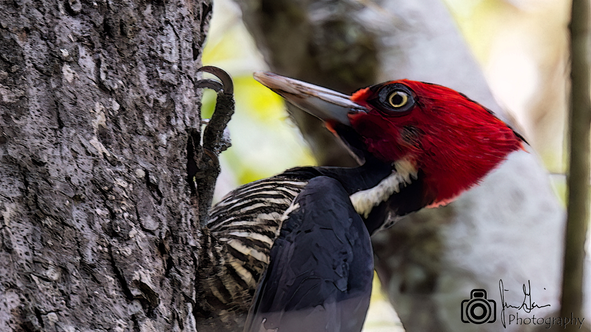 Costa Rica – Pura Vida Birds & Birding – Reflections of the Natural World