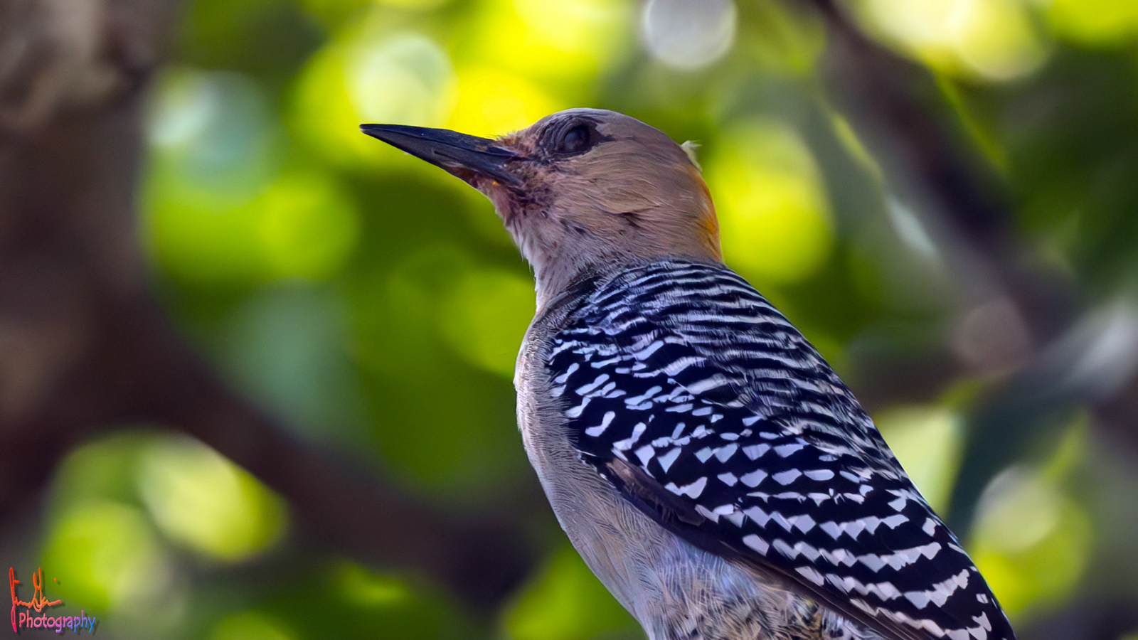 Costa Rica – Pura Vida Birds & Birding – Reflections of the Natural World