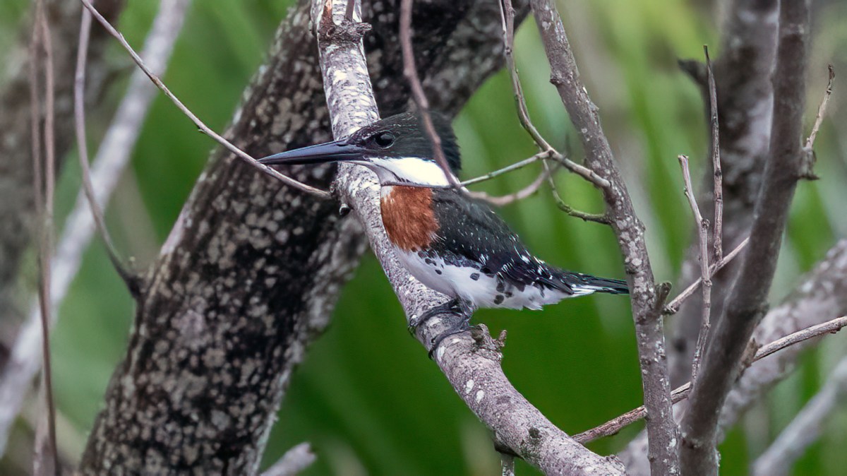GREEN KINGFISHER – Pura Vida Birds and Birding – Reflections of the ...